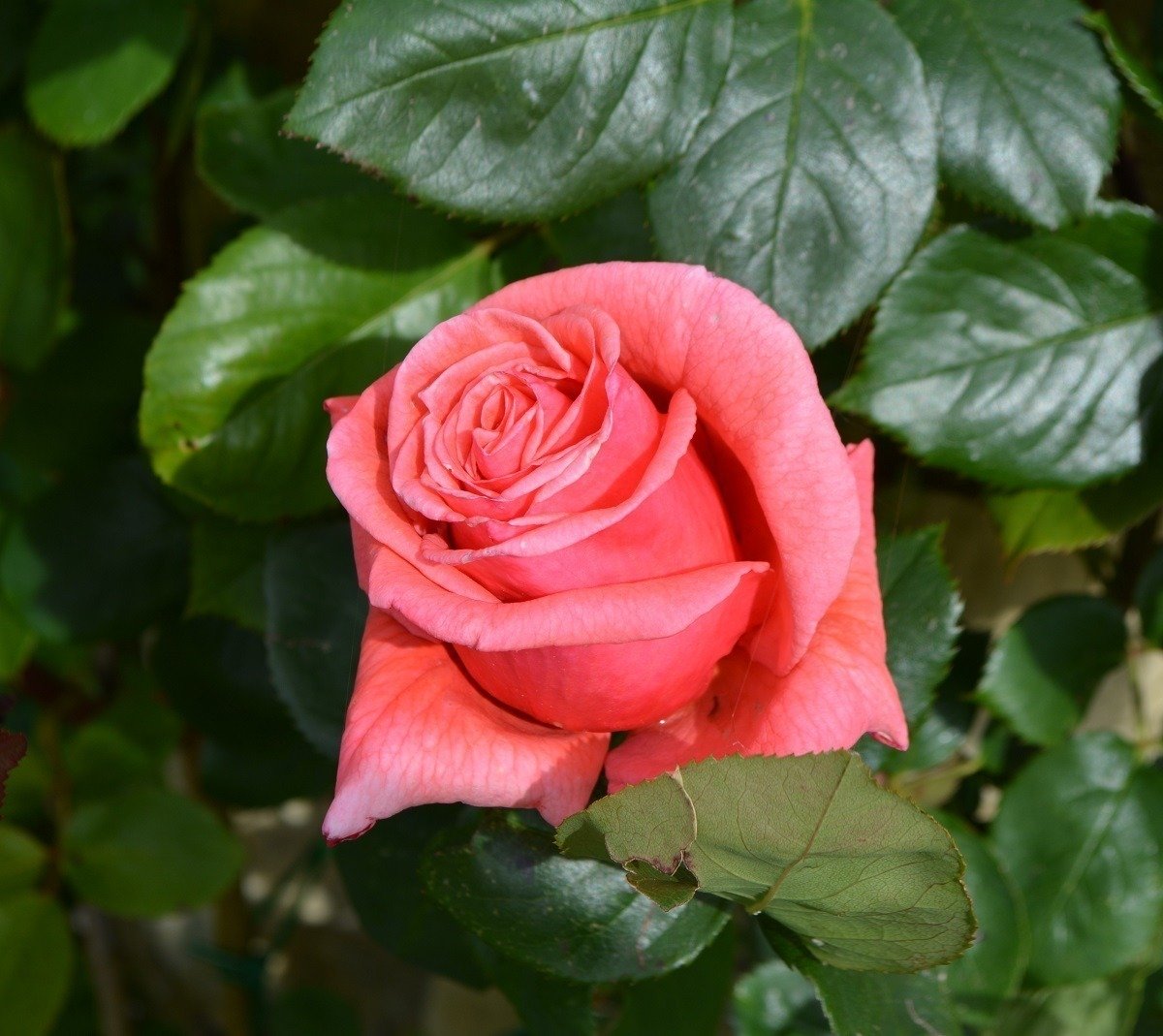 Head Gardener’s Tips on Caring for Roses - Hever Castle
