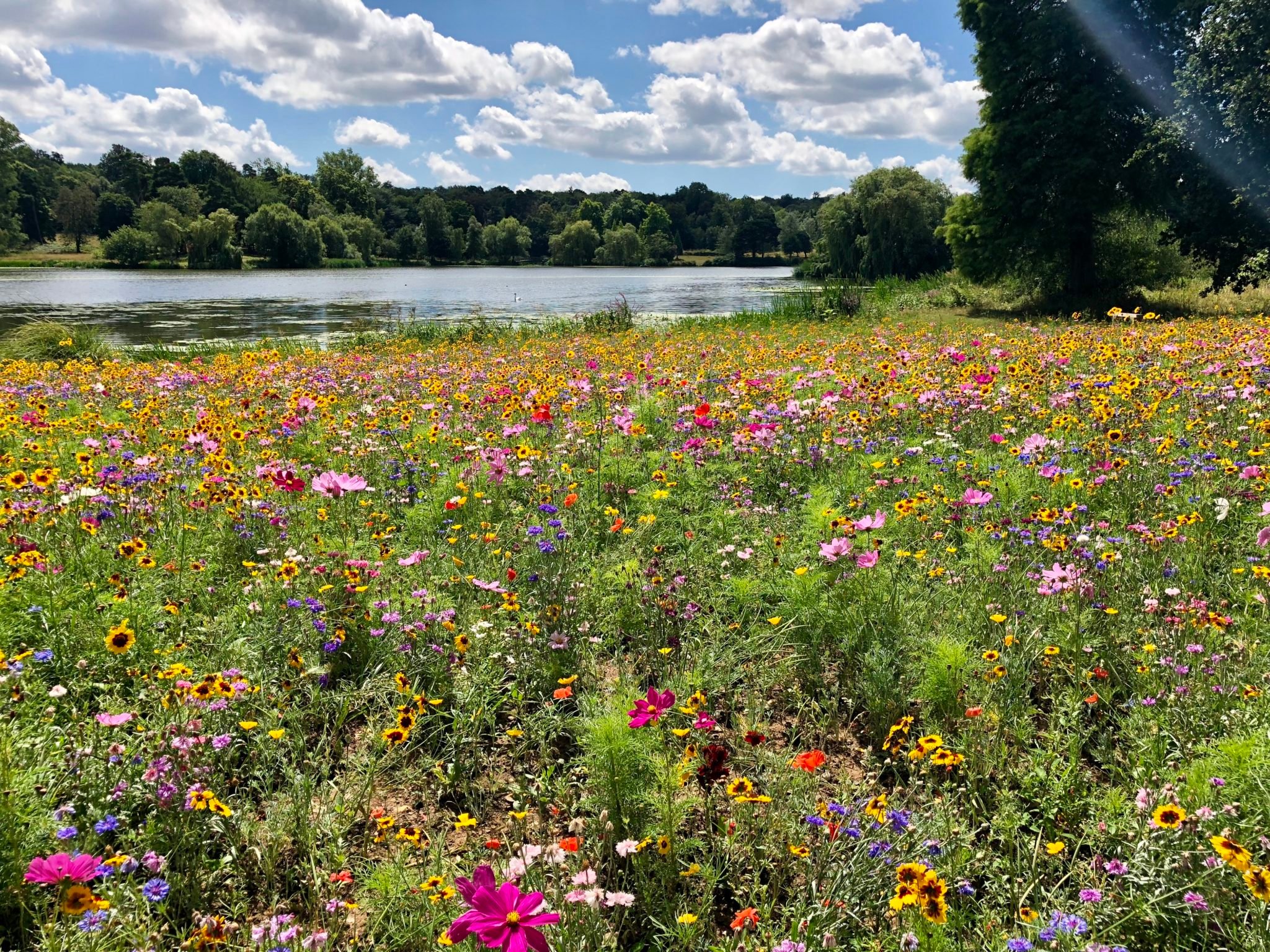 Create your own flower meadow - Hever Castle