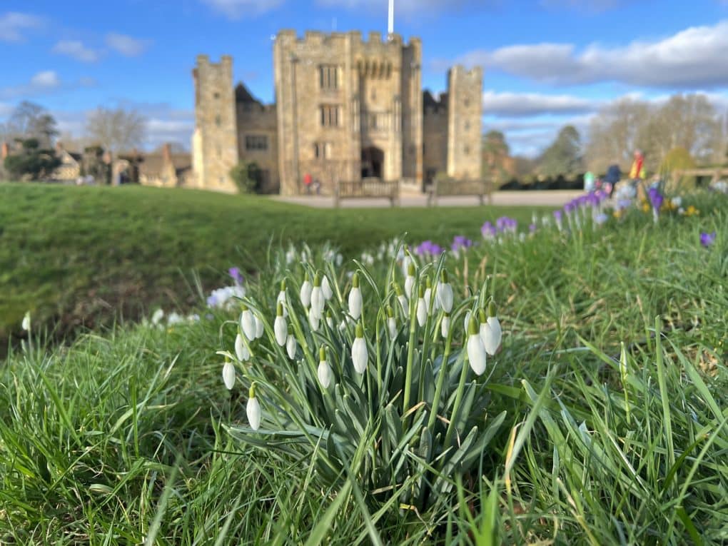 Snowdrop Watch | Visit Hever Castle and discover 115,000 snowdrops