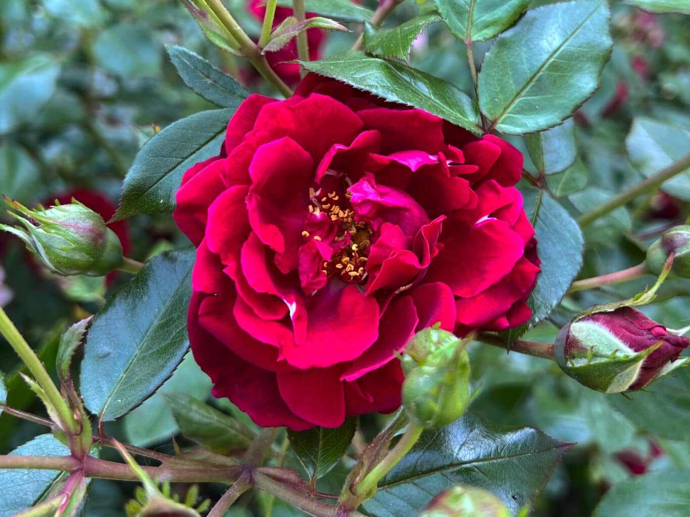 The Hever Castle Rose | Located in the Rose Garden at Hever Castle