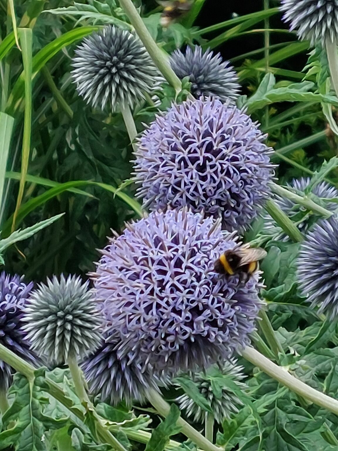 Head Gardener Neil Miller shares his tips for bee friendly plants