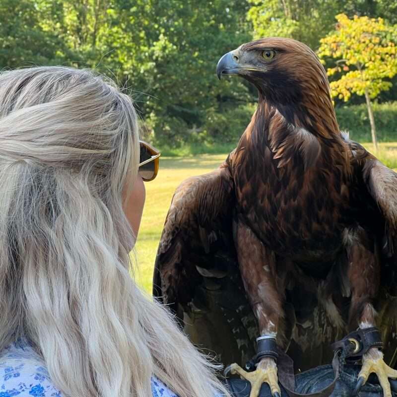 Falconry Experience - Hever Castle & Kent