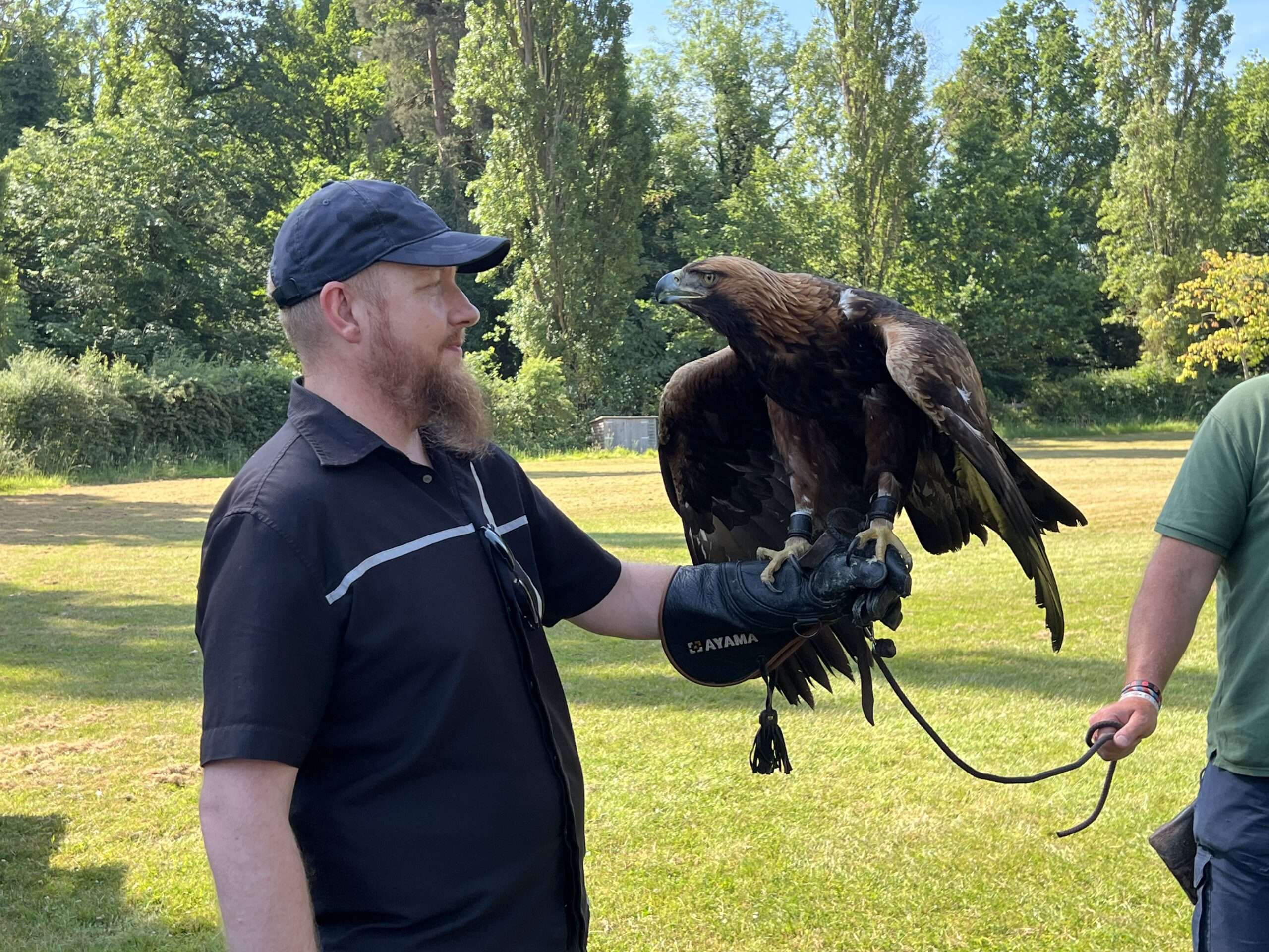 Falconry Experience - Hever Castle & Kent